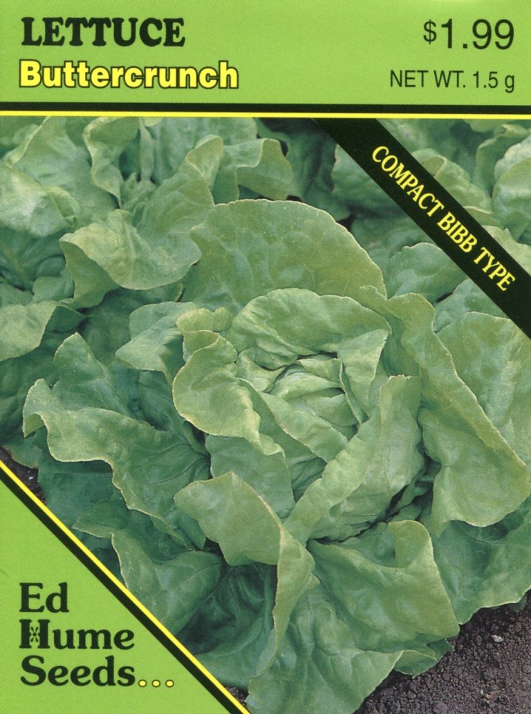 Lettuce – Buttercrunch, Compact Bibb – Hume Seeds Lettuce – Buttercrunch, Compact Bibb – Hume Seeds